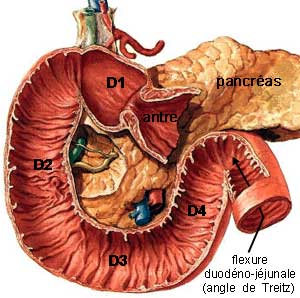 Duodenum - JungleKey.fr Image